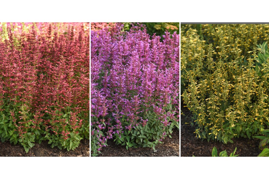 The AP’s gardening expert has a list of 10 top-performing new plants ...